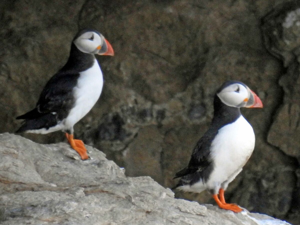 Last English south-coast Puffins on the brink - BirdGuides
