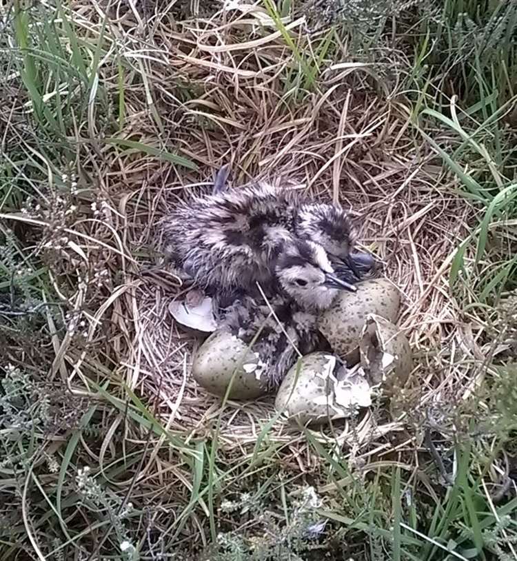New Forest issues plea for ground-nesting birds - BirdGuides