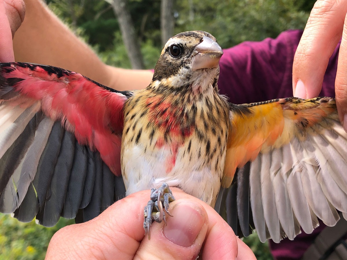 Rose-breasted Grosbeak stuns US researchers - BirdGuides