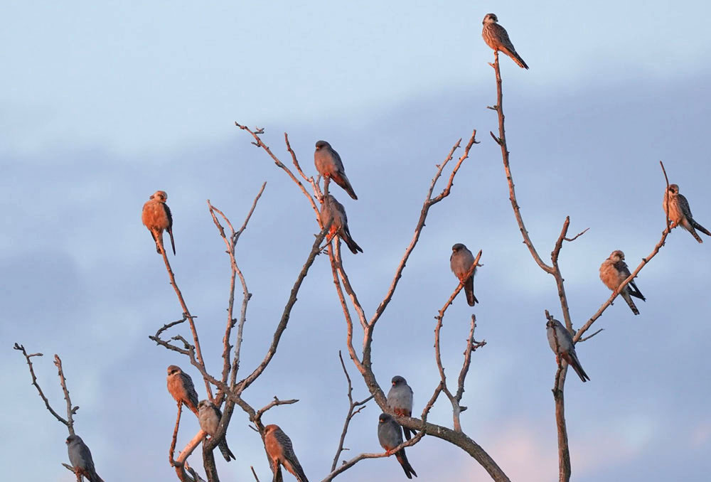 Stunning Red-footed Falcon 'mega roost' documented in Hungary - BirdGuides