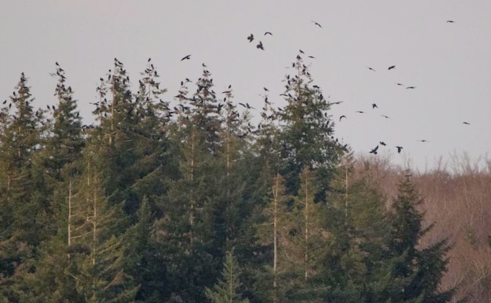 Huge Raven roost discovered in Belgium - BirdGuides