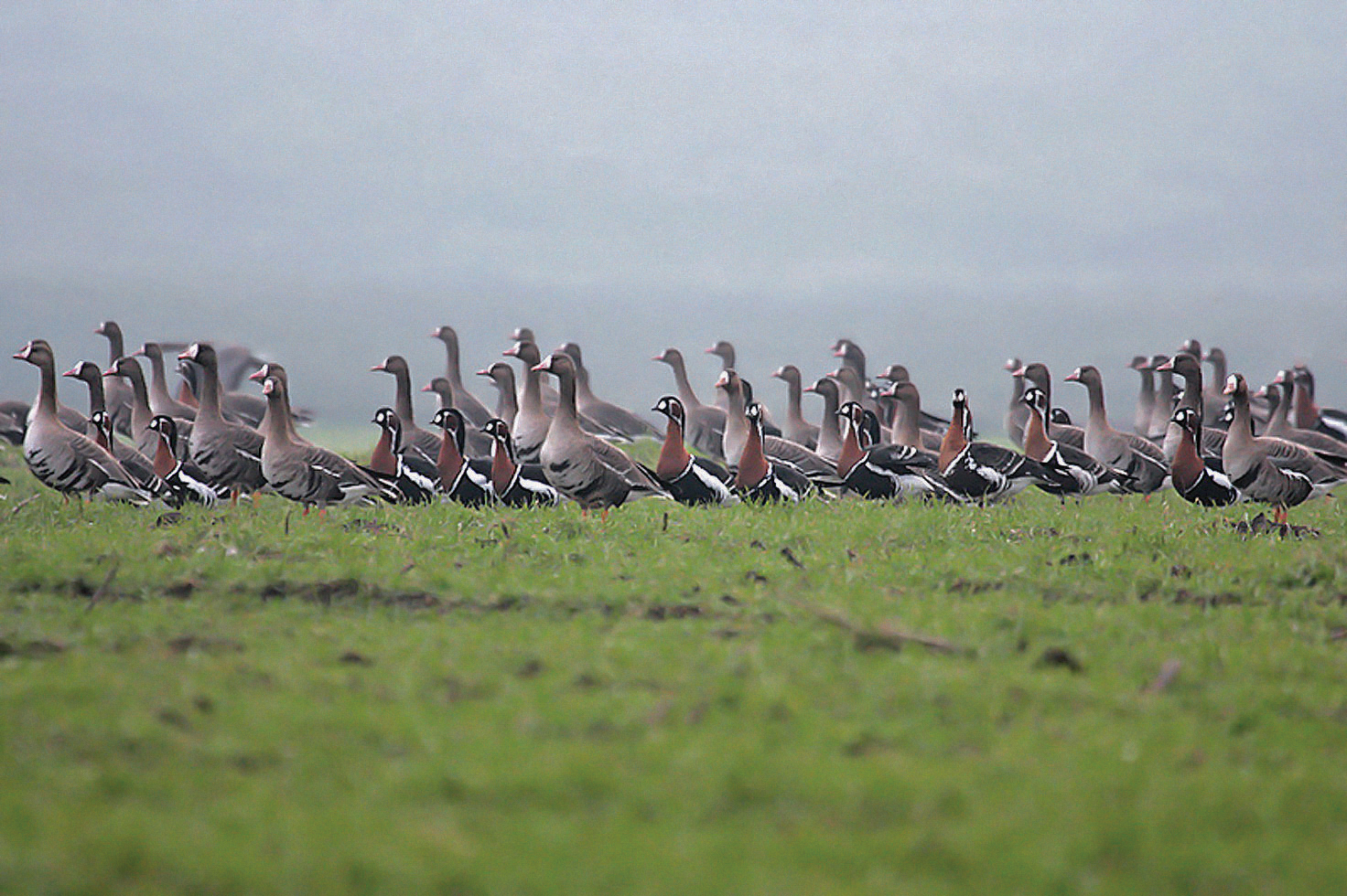 Red-breasted Goose project up for international award - BirdGuides