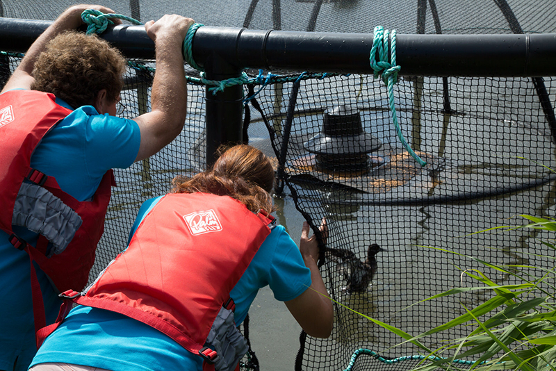 World’s first floating aviary to save rarest duck - BirdGuides