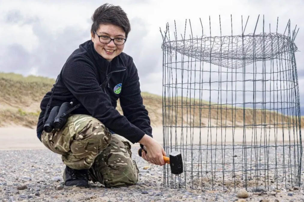 Cages installed to help nesting Ringed Plovers - BirdGuides