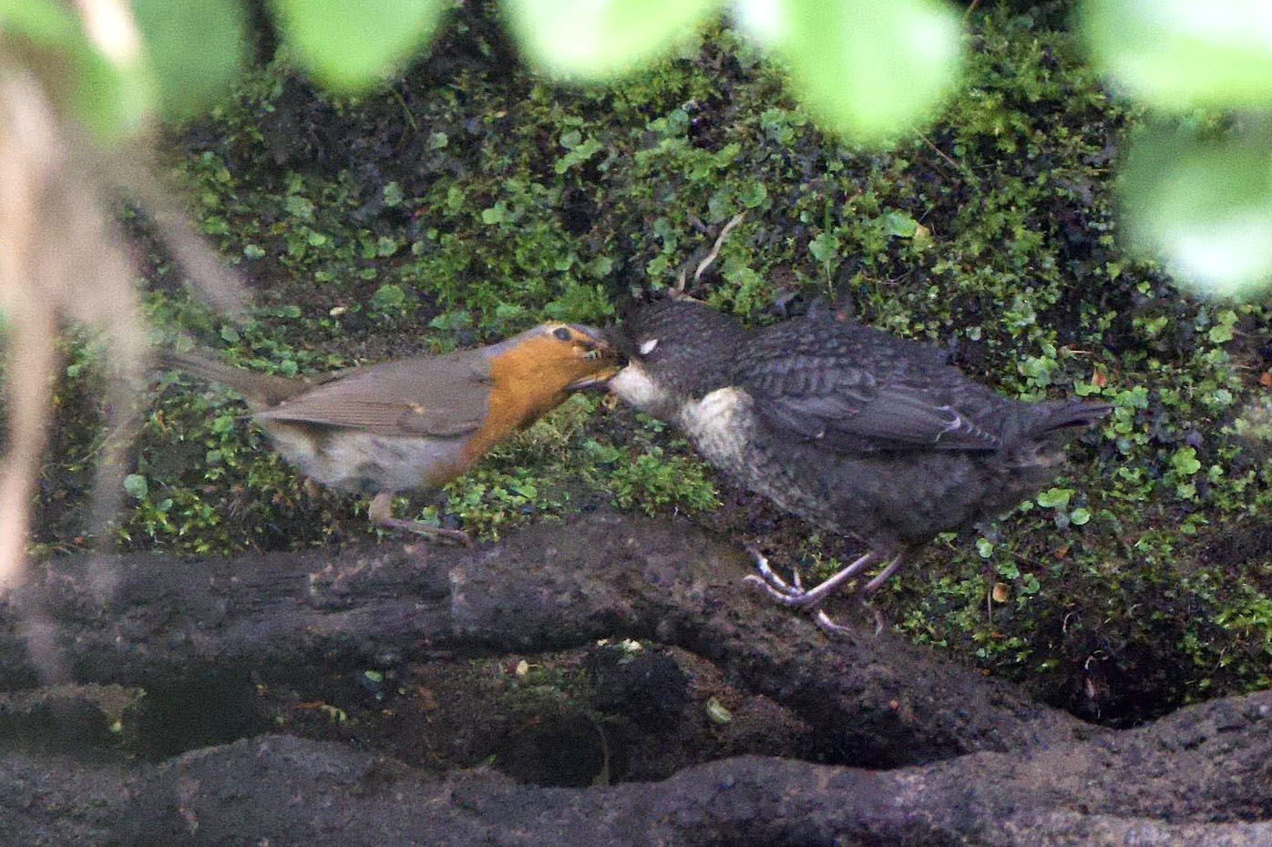 Robin seen feeding Dipper chick in Perthshire - BirdGuides