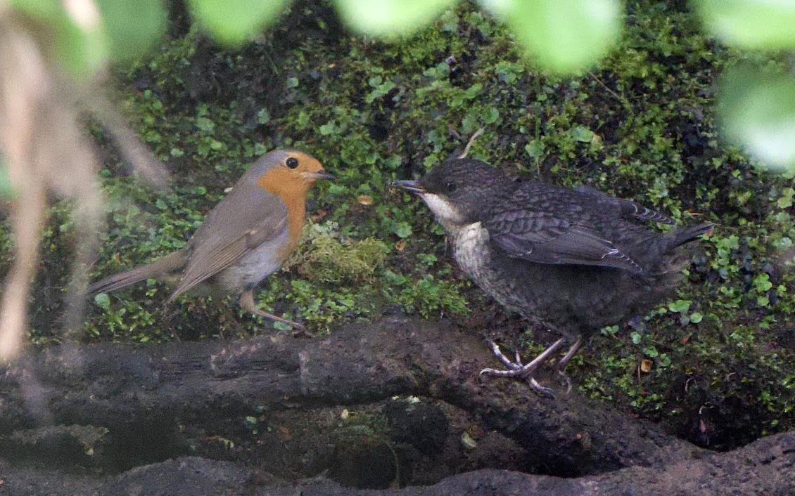 Robin seen feeding Dipper chick in Perthshire - BirdGuides