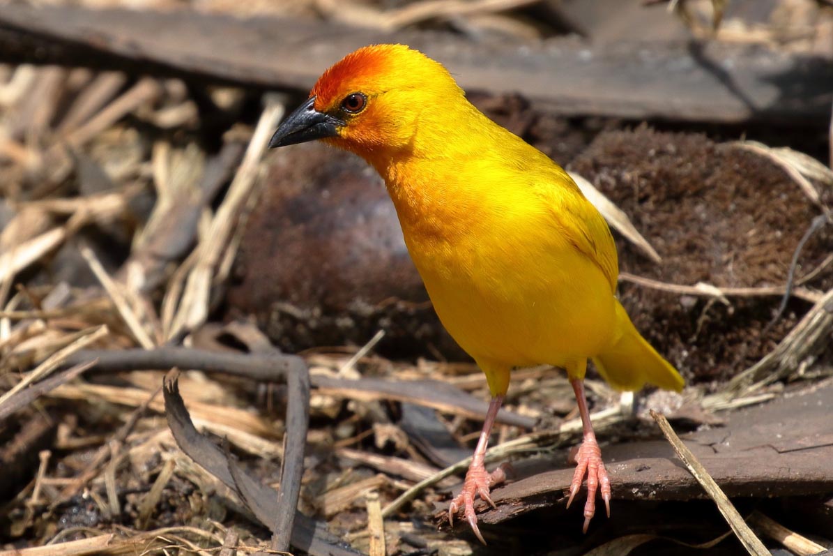 New Ruvu Weaver colony discovered - BirdGuides