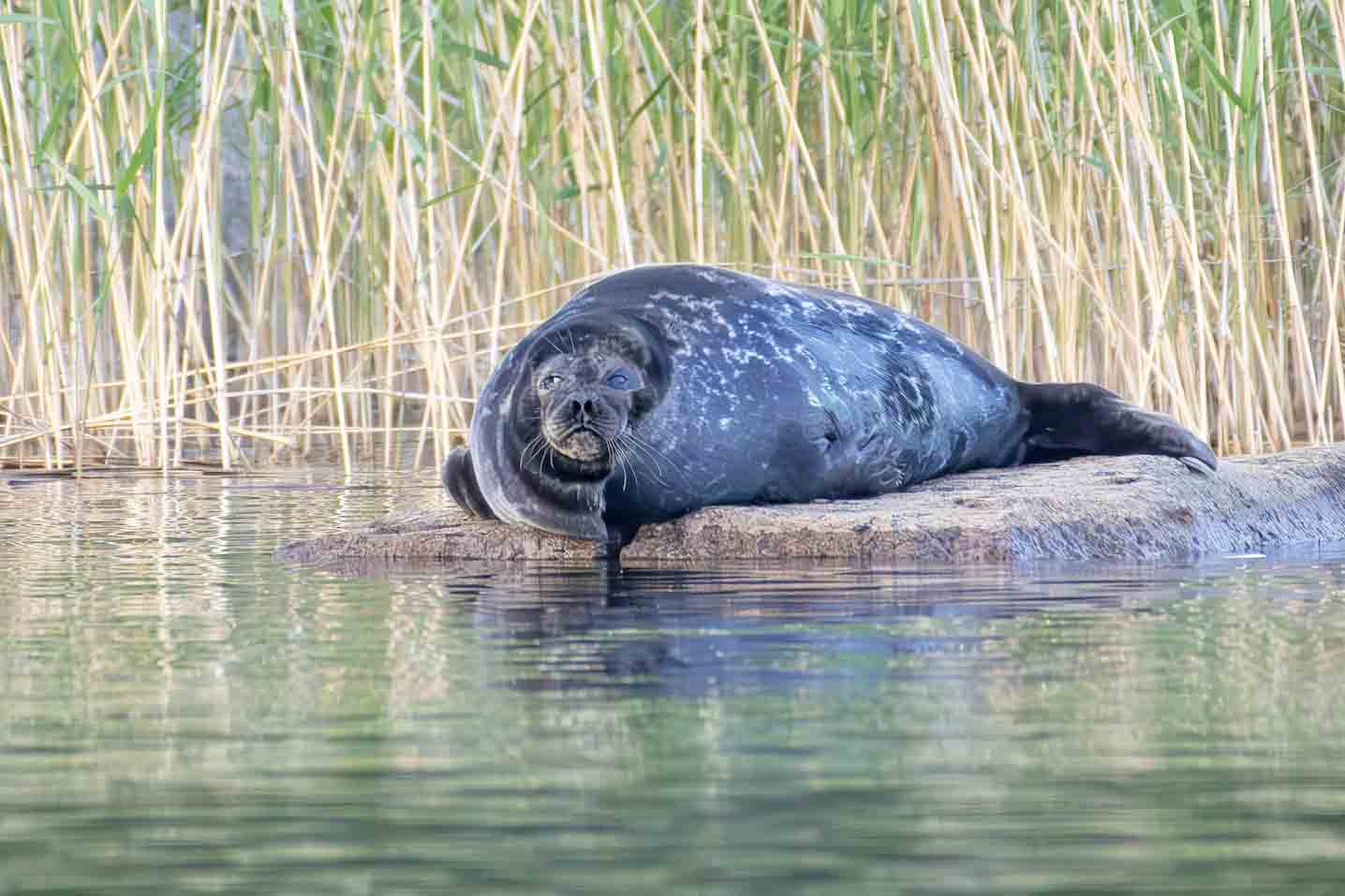 Saimaa Ringed Seal becomes full species - BirdGuides