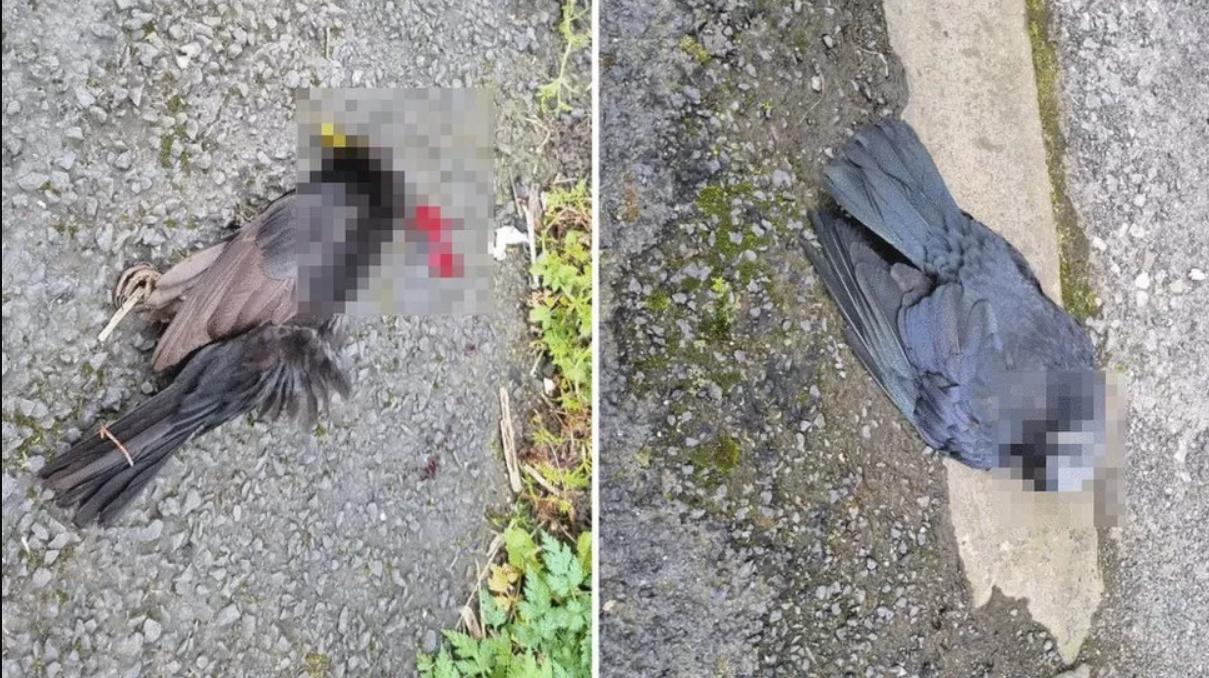 Birds shot dead in Durham - BirdGuides
