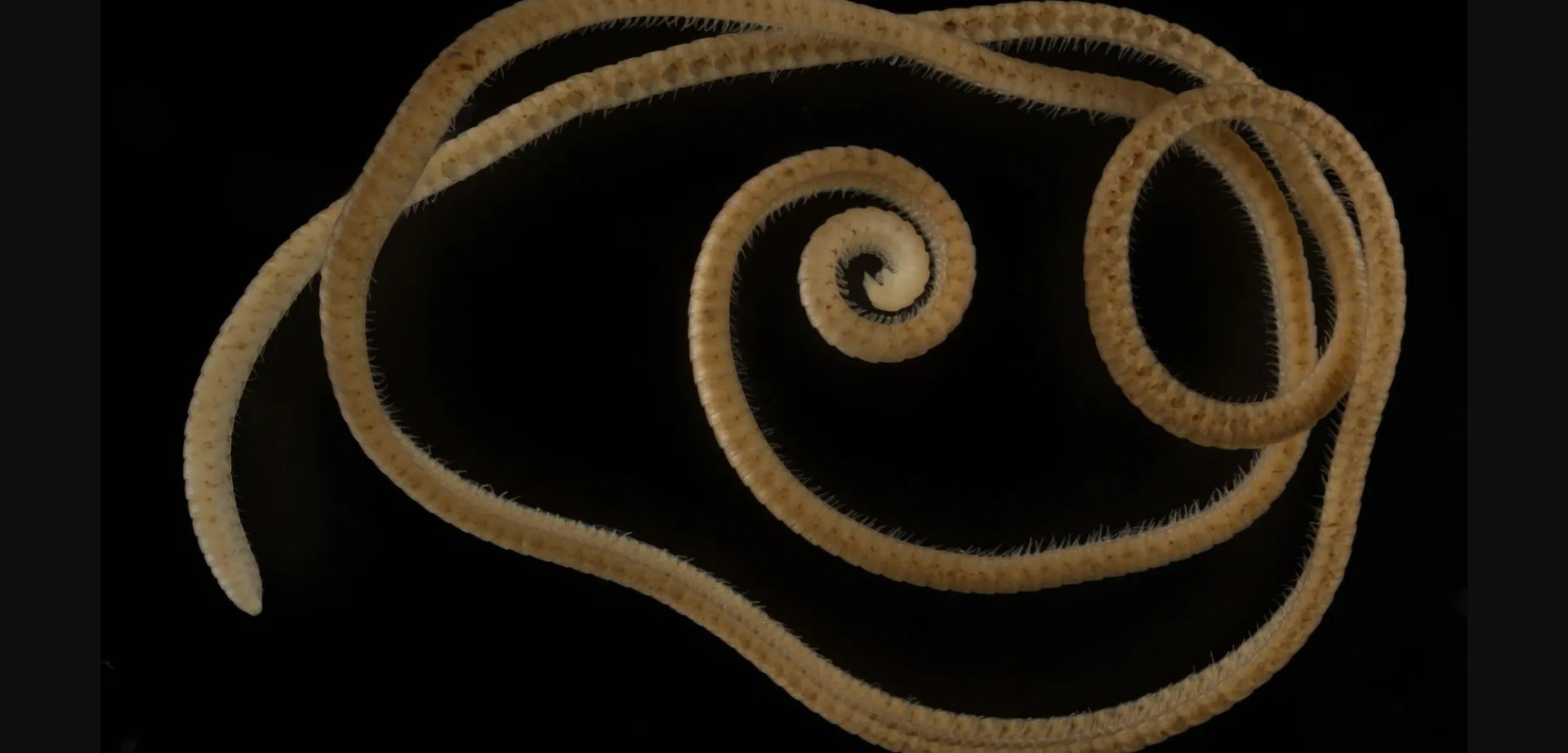First 'true' millipede discovered: new species has 1,306 legs - BirdGuides