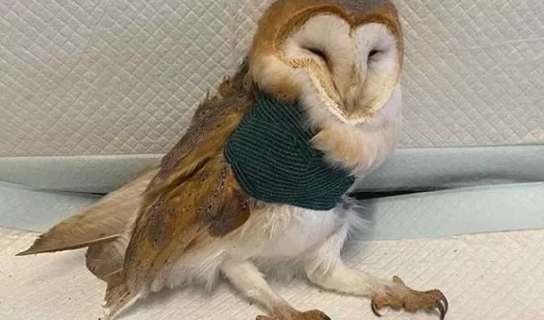 Barn Owl fighting for life after 'sickening' attack - BirdGuides