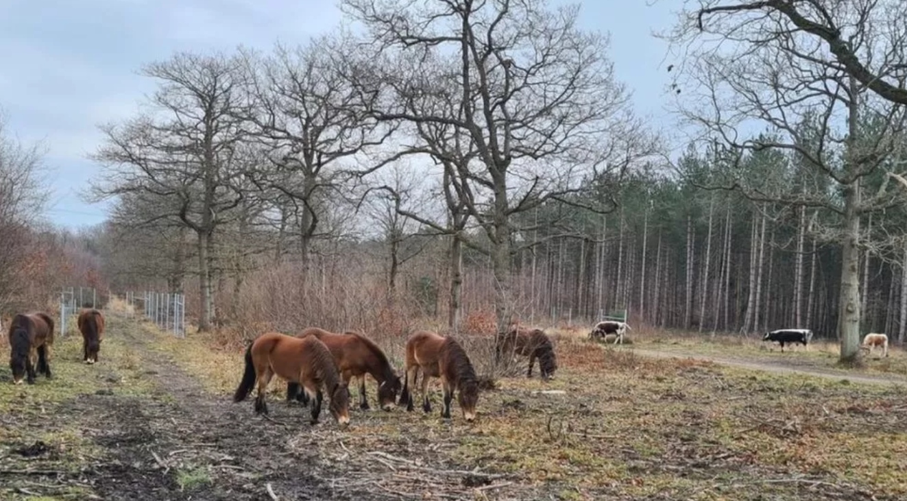 Grazing mammals added to bison rewilding project - BirdGuides