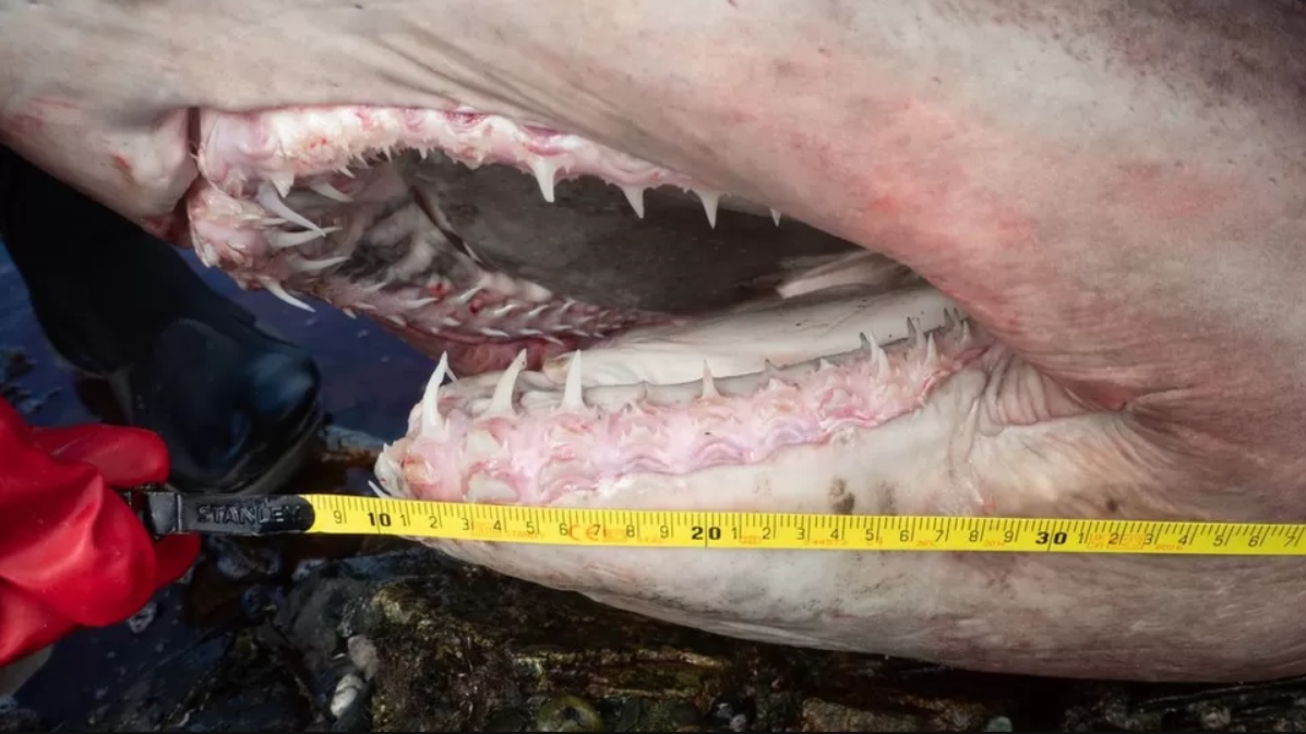 Concern after first records of shark species for Britain and Ireland ...