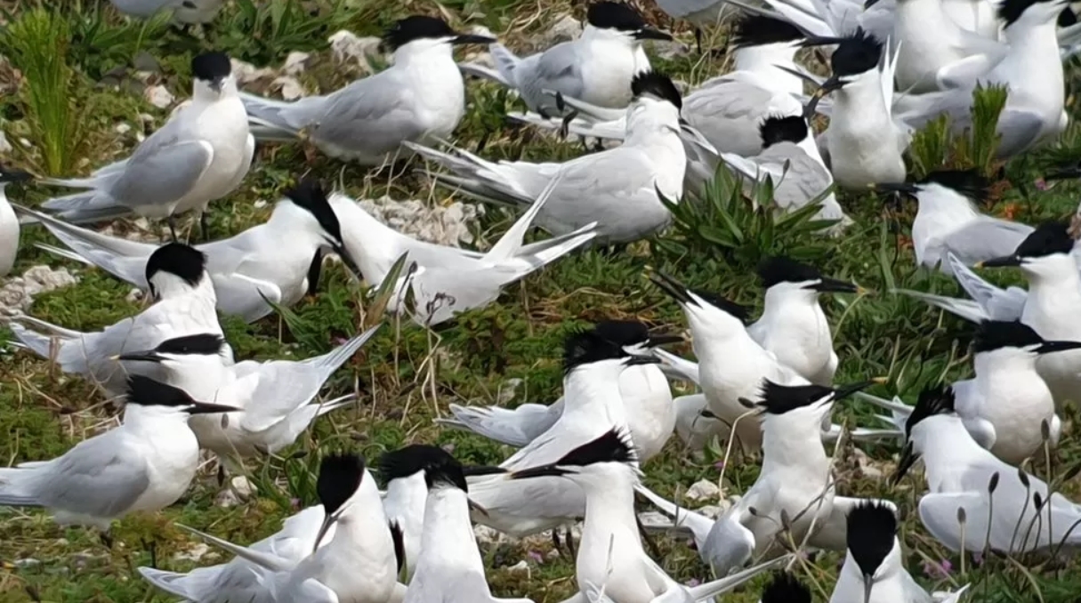 Cumbrian tern colony flourishing due to conservation efforts - BirdGuides