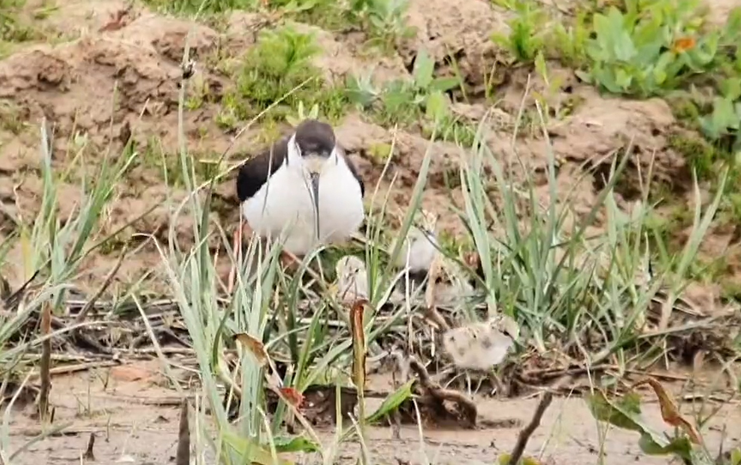 Black-winged Stilt chicks hatch at Frampton Marsh RSPB - BirdGuides