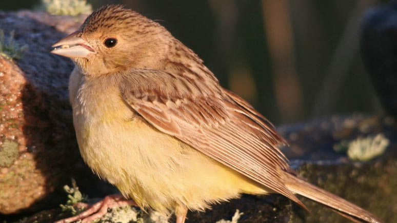 Reassessed Red-headed Bunting may be British first - BirdGuides