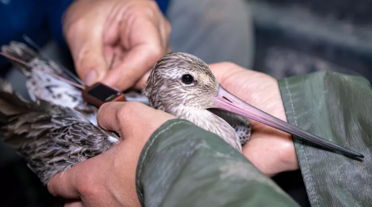 Bar-tailed Godwit flies 3,200 km in sensational migration U-turn ...