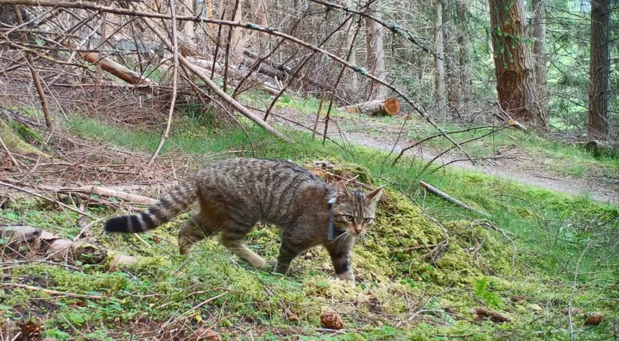 Scottish Wildcat reintroduction faces funding challenge after Brexit ...