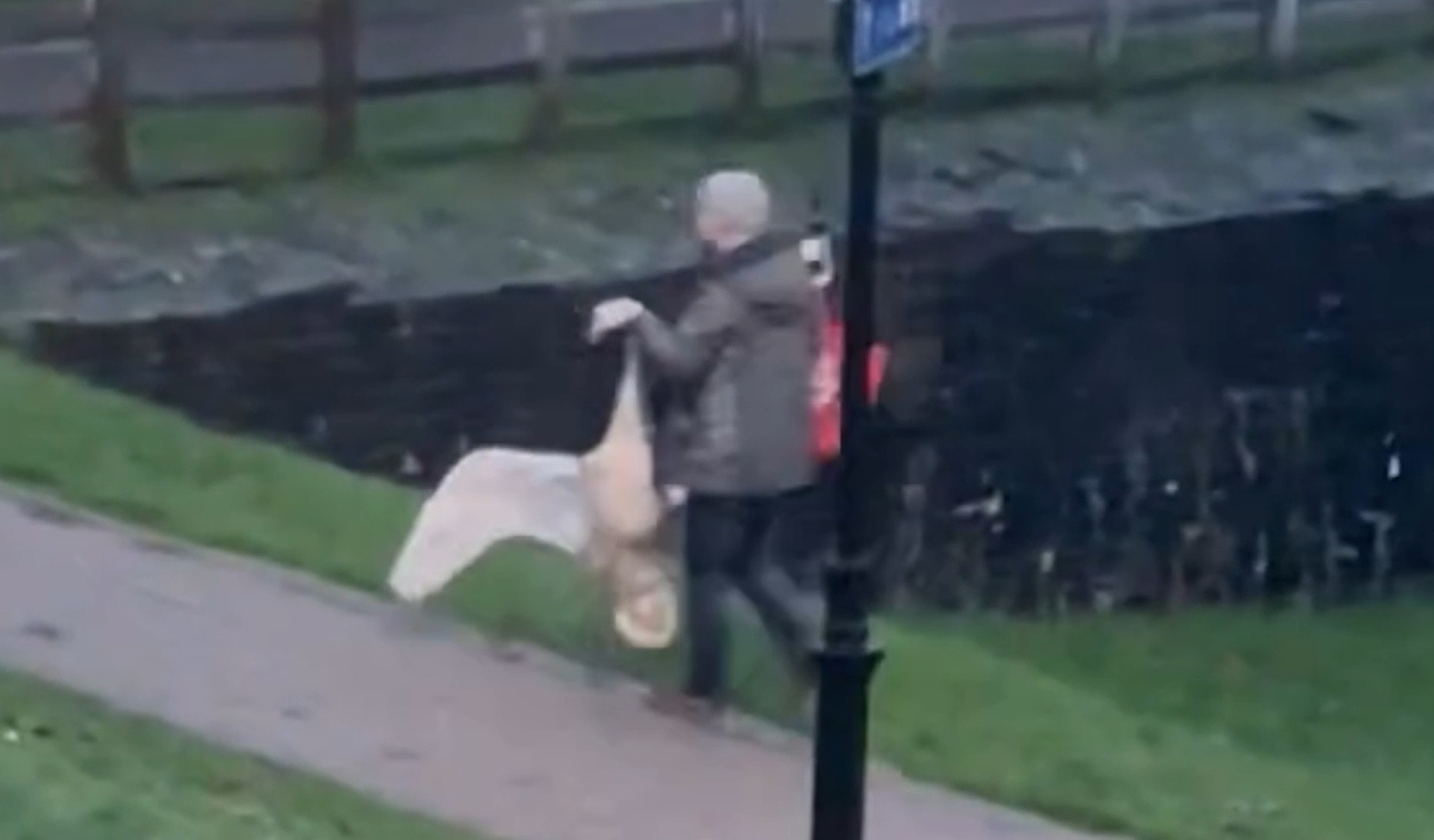 Police seek man filmed dragging swan by neck - BirdGuides