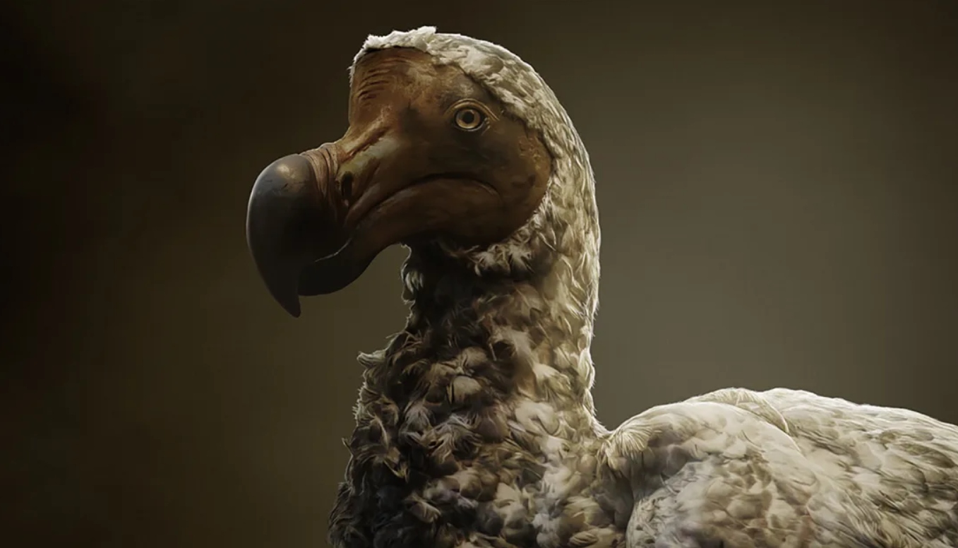 'De-extinction' plan to bring dodo back - BirdGuides