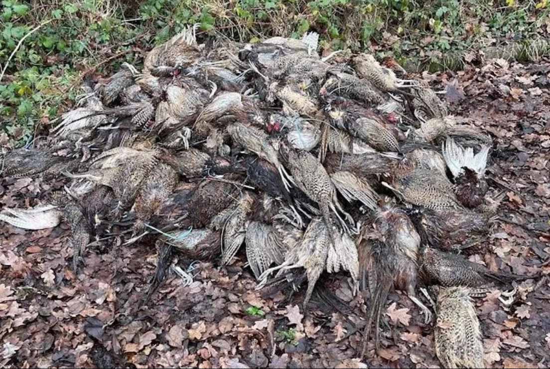 Police appeal after pile of dead pheasants found - BirdGuides