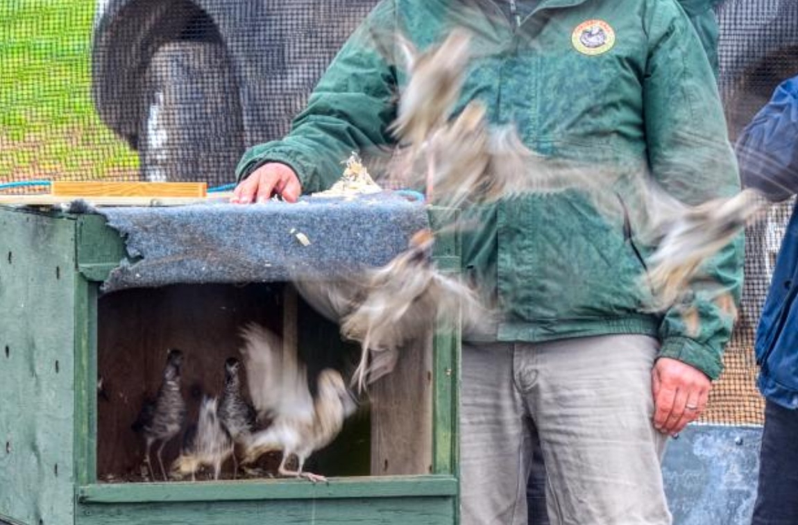 Landowner plans to establish breeding Ruff in Norfolk - BirdGuides