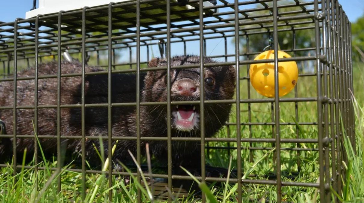 Eradicating invasive mink from Britain a 'realistic dream' - BirdGuides