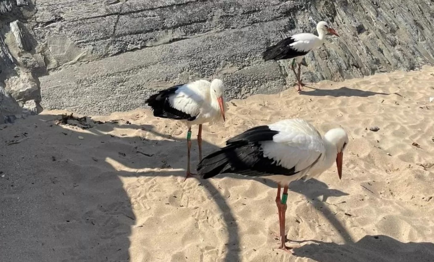 White Stork flock rescued from Devon beach - BirdGuides