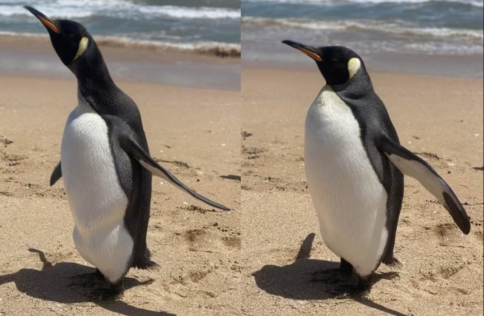 King Penguin appearance stuns Australian birders - BirdGuides