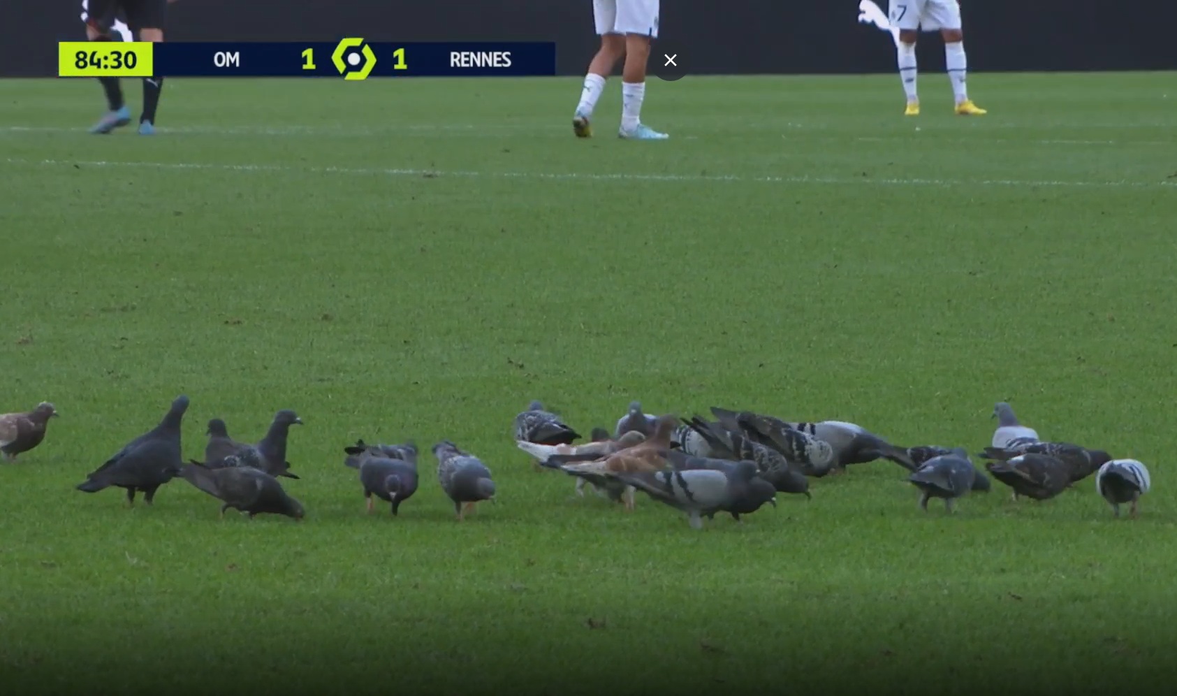 Dove flock stops play in French football game - BirdGuides