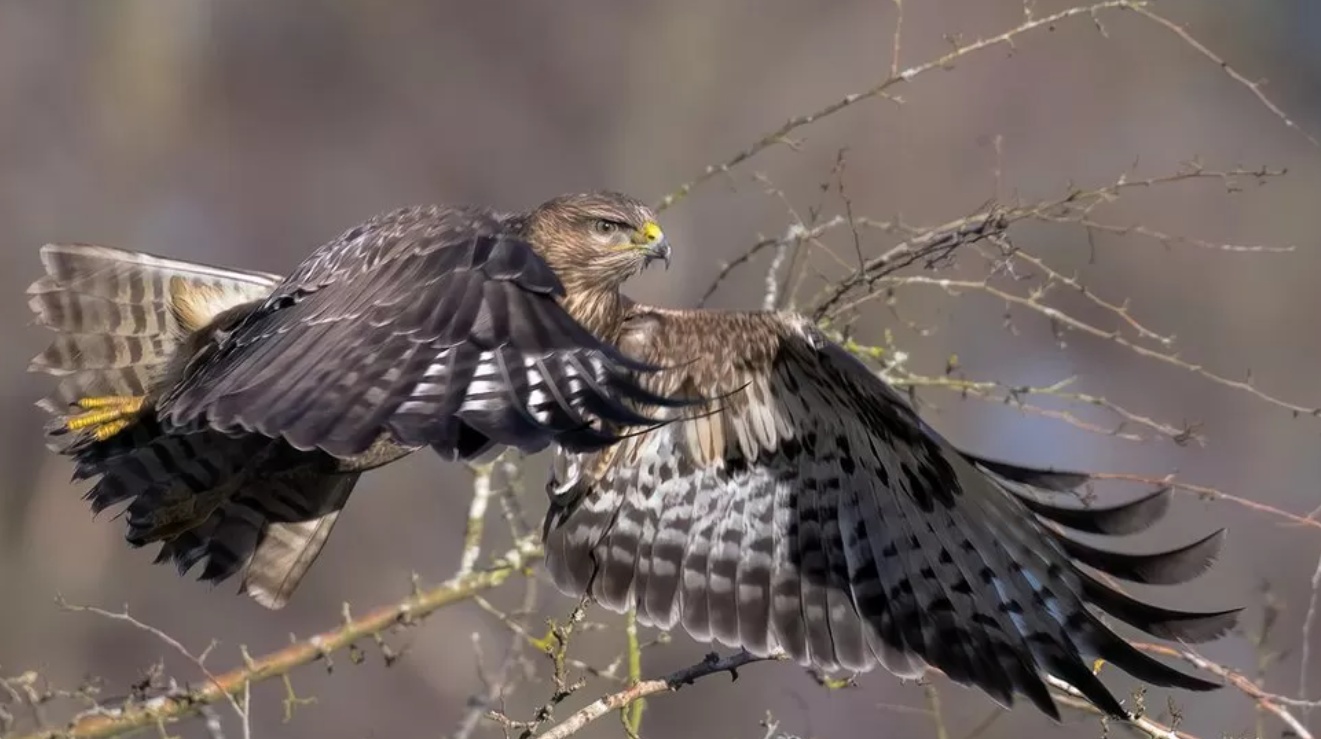 Buzzard image wins Wildlife Trusts photography competition - BirdGuides