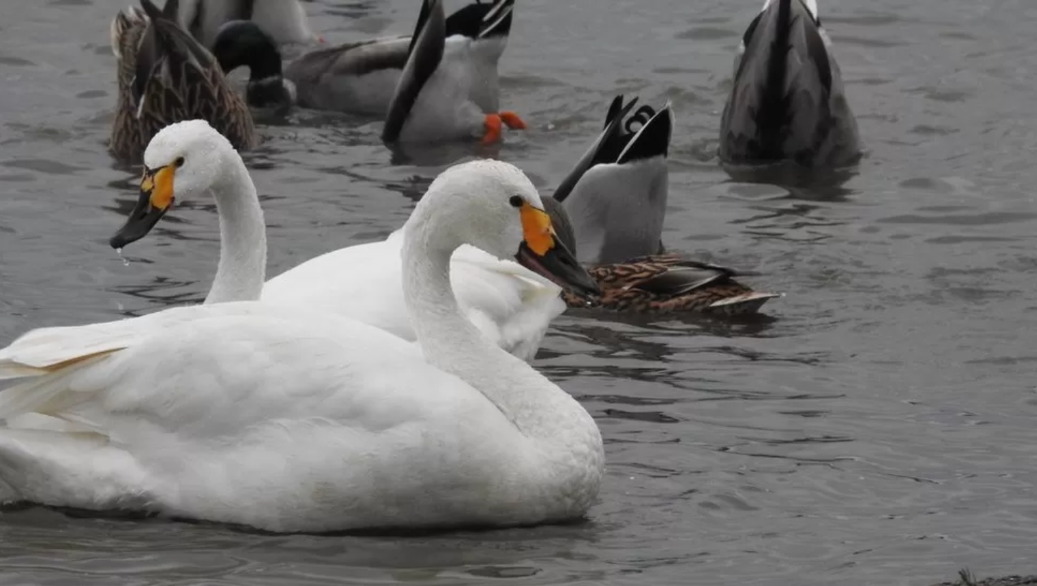 Late arrival for Slimbridge Bewick's Swans - BirdGuides