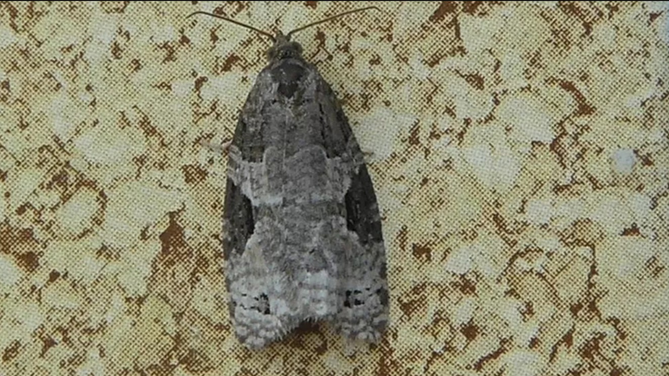 Rare moth recorded in Britain for first time in 42 years - BirdGuides