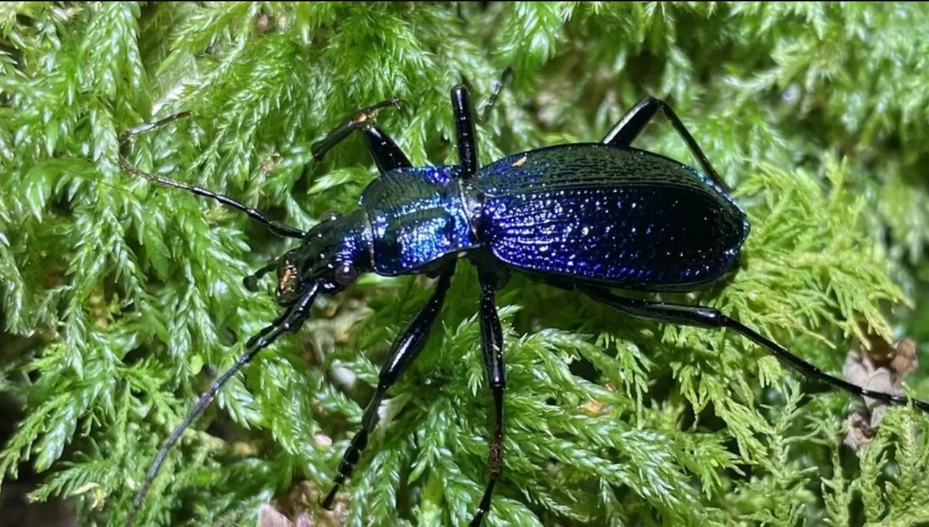 New populations of rare beetle found in Devon - BirdGuides