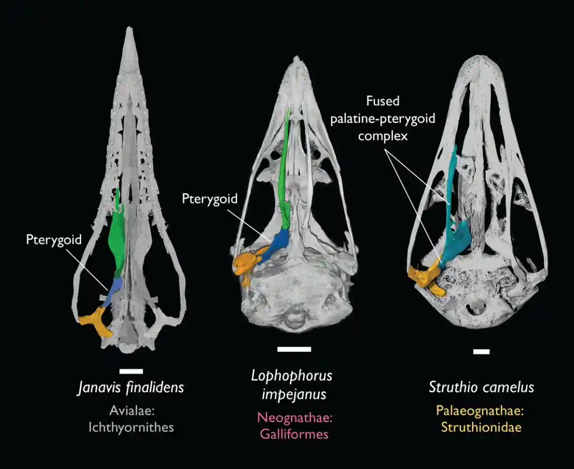Bird Skull Identification Guide