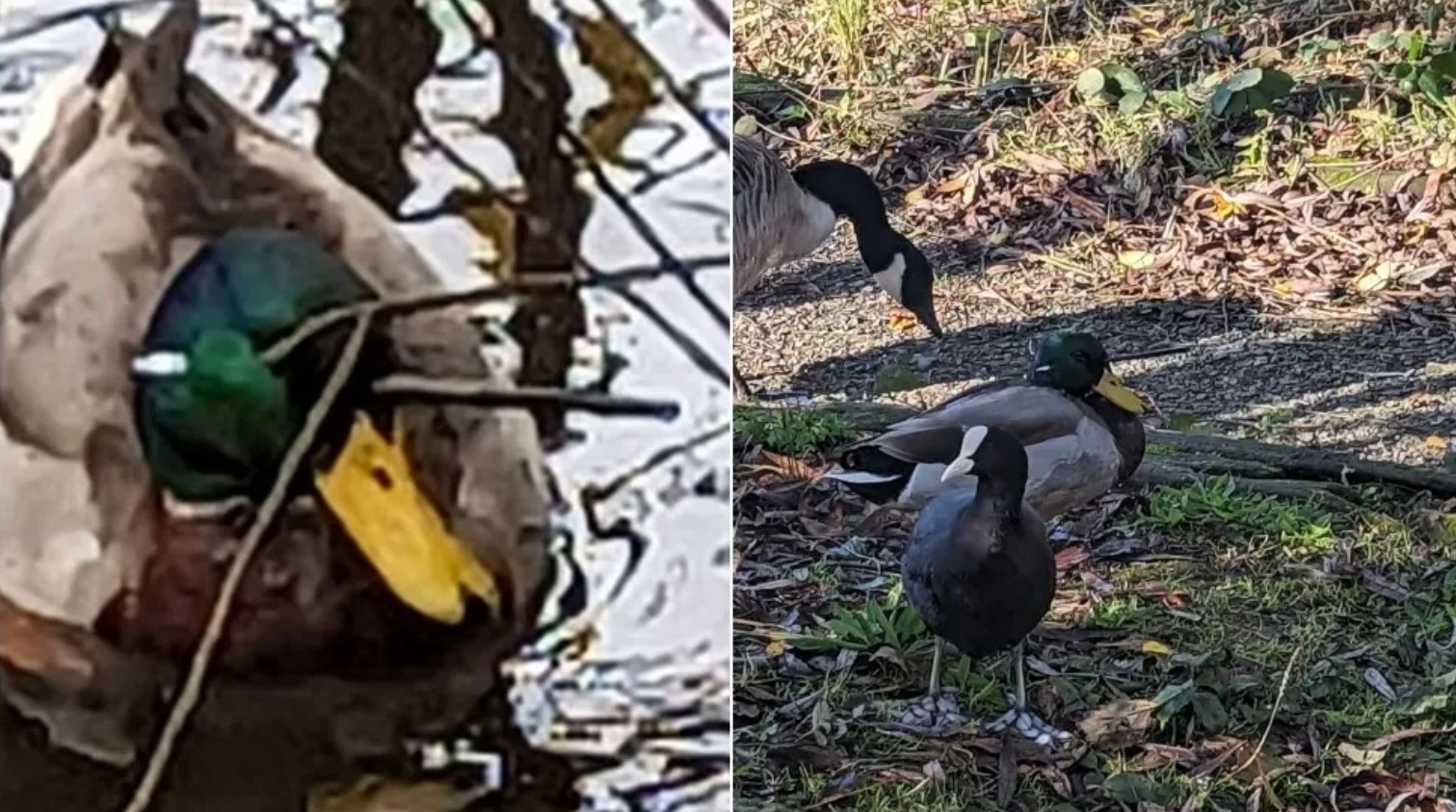 Mallard survives being shot with crossbow - BirdGuides