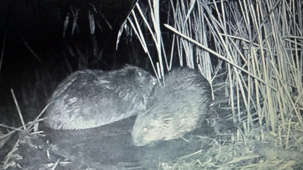 Early success for Nottinghamshire beaver reintroduction project ...
