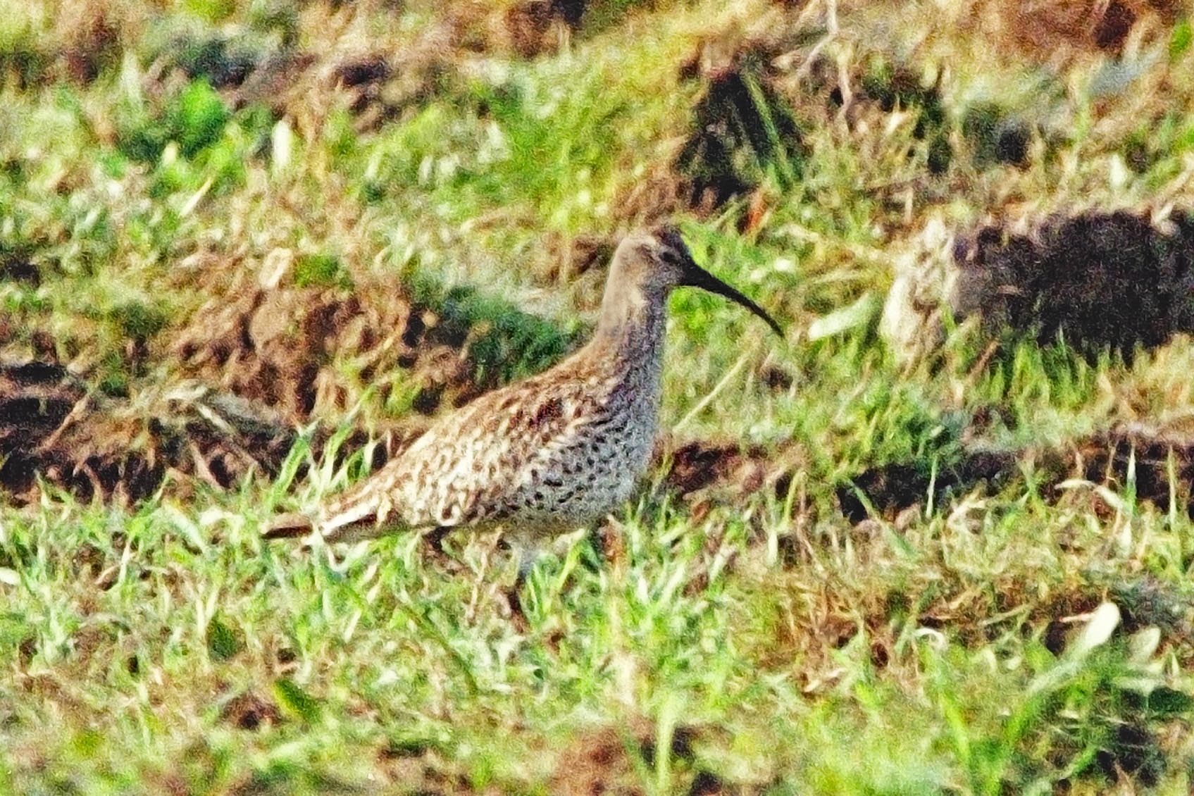 Slender-billed Curlew declared extinct - BirdGuides