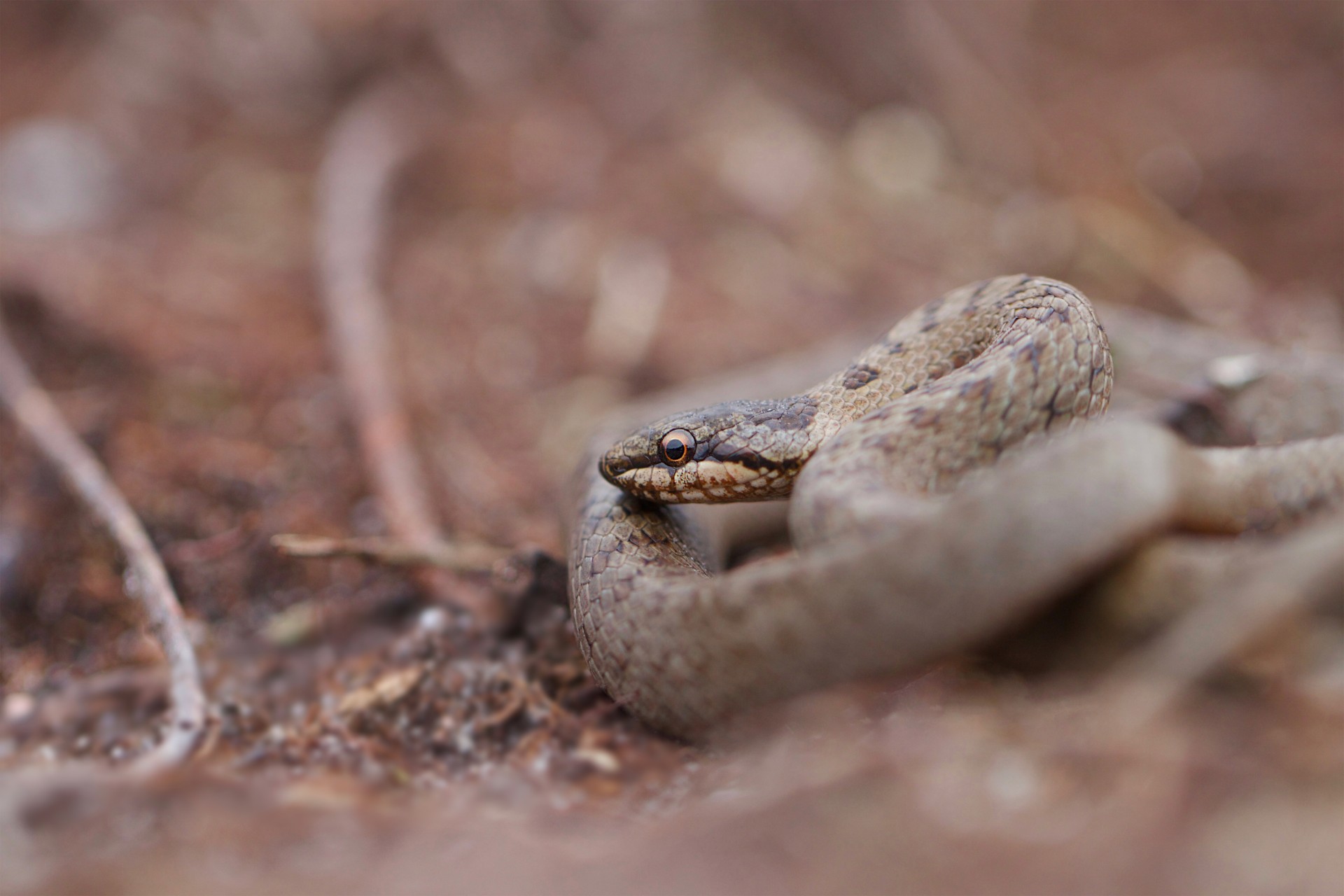 Conservation success for rare Smooth Snake in Devon - BirdGuides