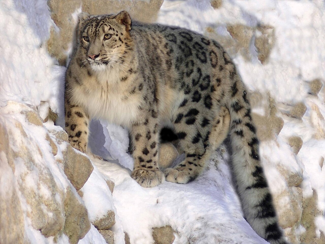 Snow Leopard surveys produce encouraging results - BirdGuides