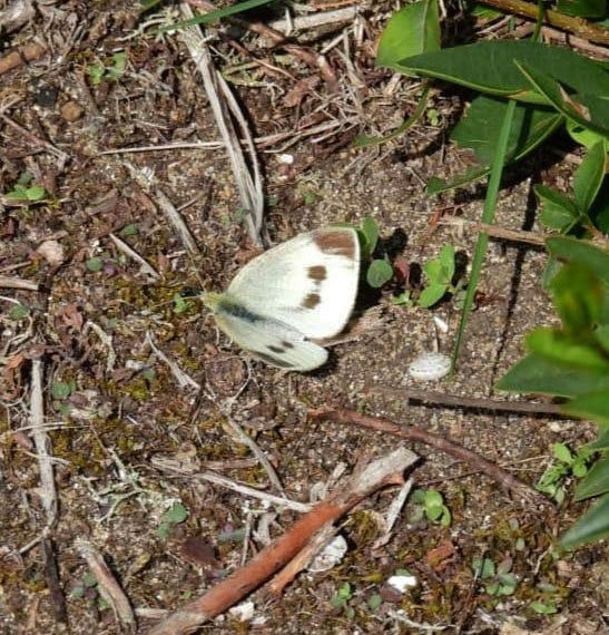 Southern Small White reaches Britain for first time - BirdGuides