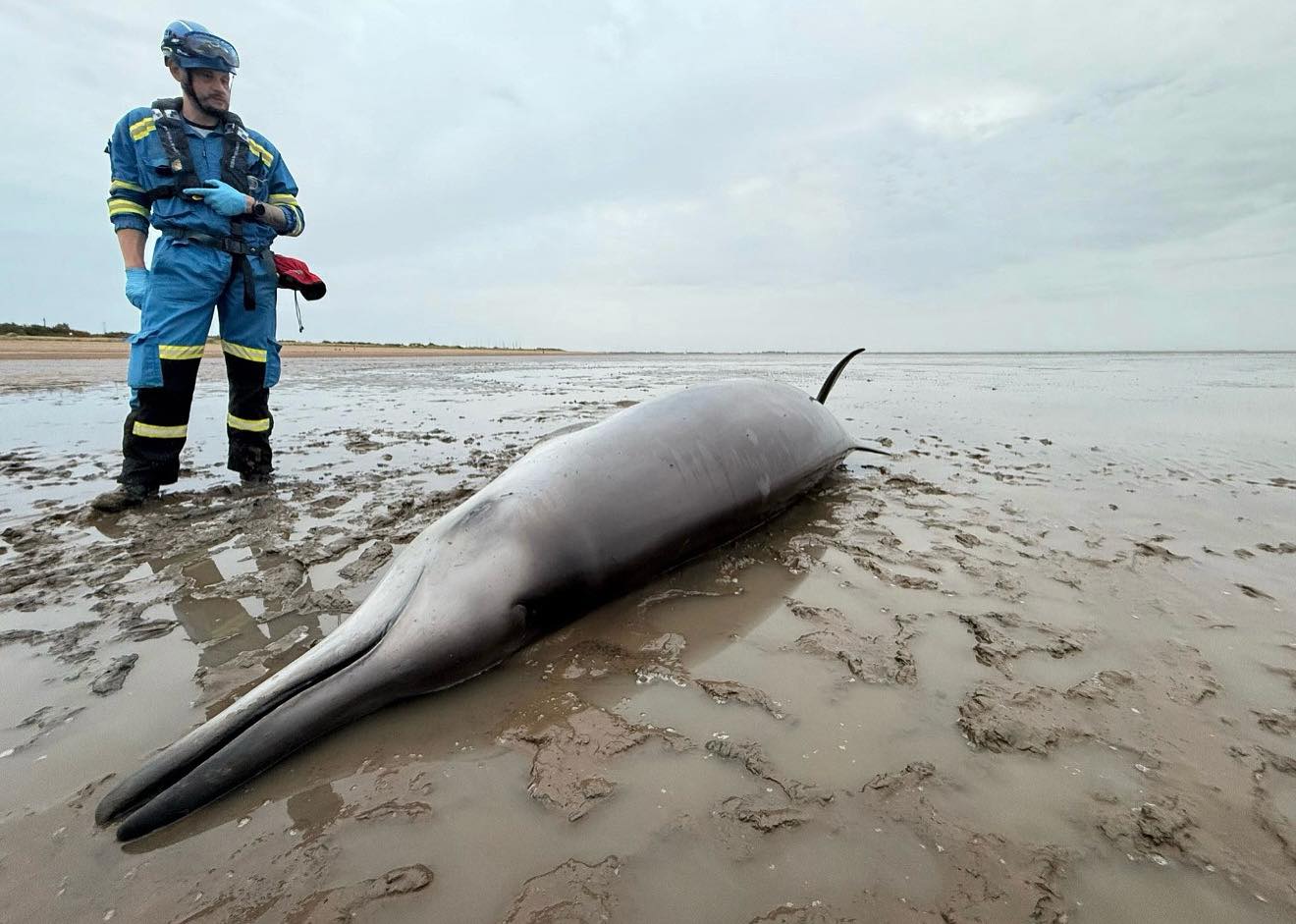 Rare Sowerby's Beaked Whale washes up in Norfolk - BirdGuides