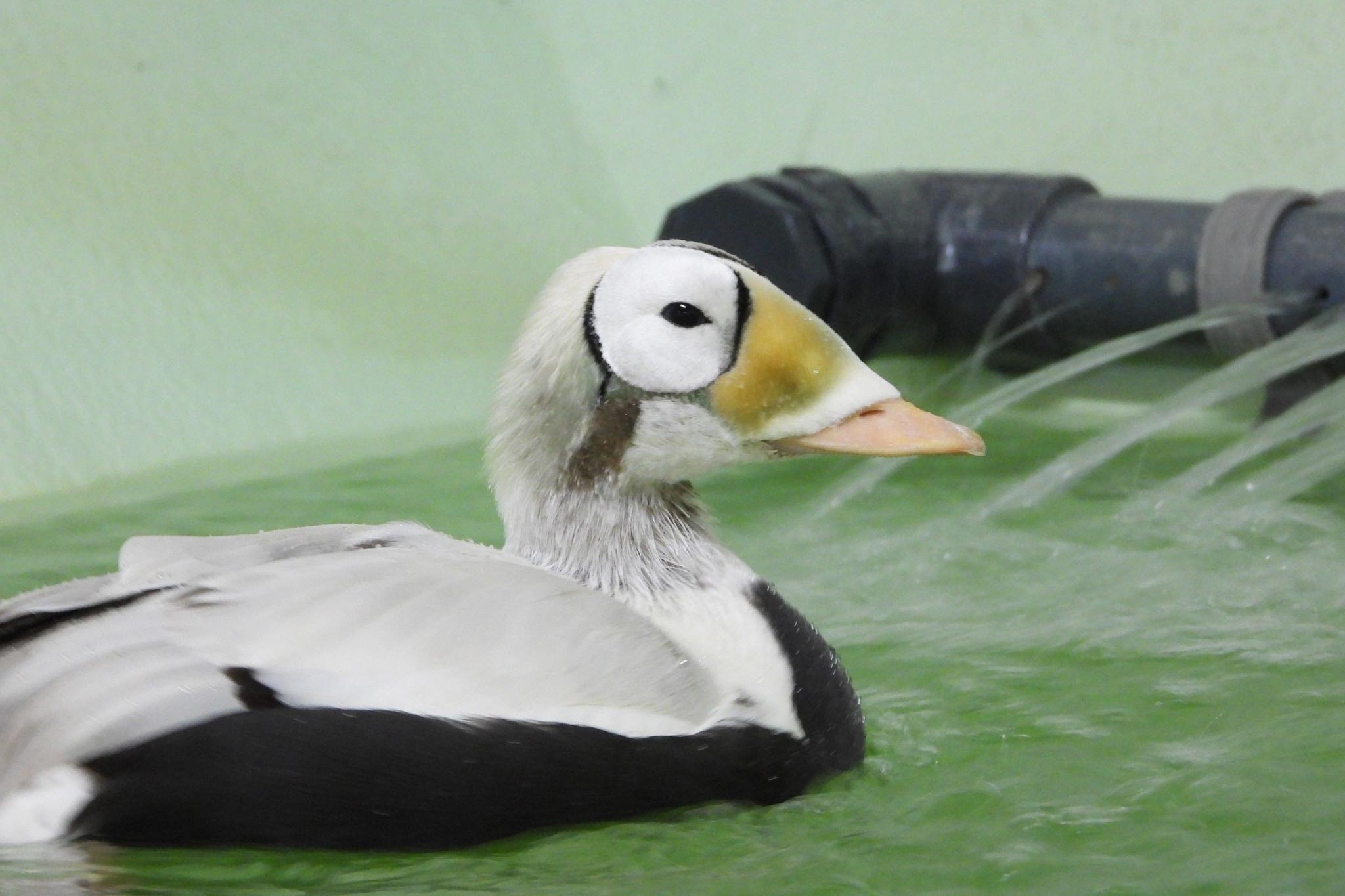 Dutch Spectacled Eider to be released back into wild - BirdGuides