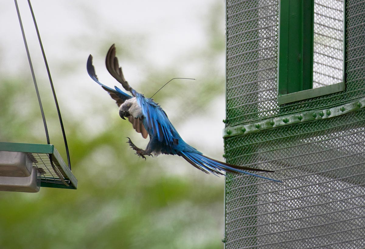 Spix's Macaw returns to wild - BirdGuides