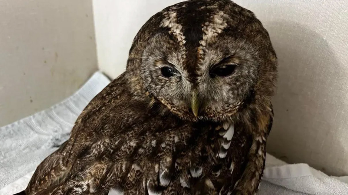 'Dead' owl wakes up in car after rescue - BirdGuides