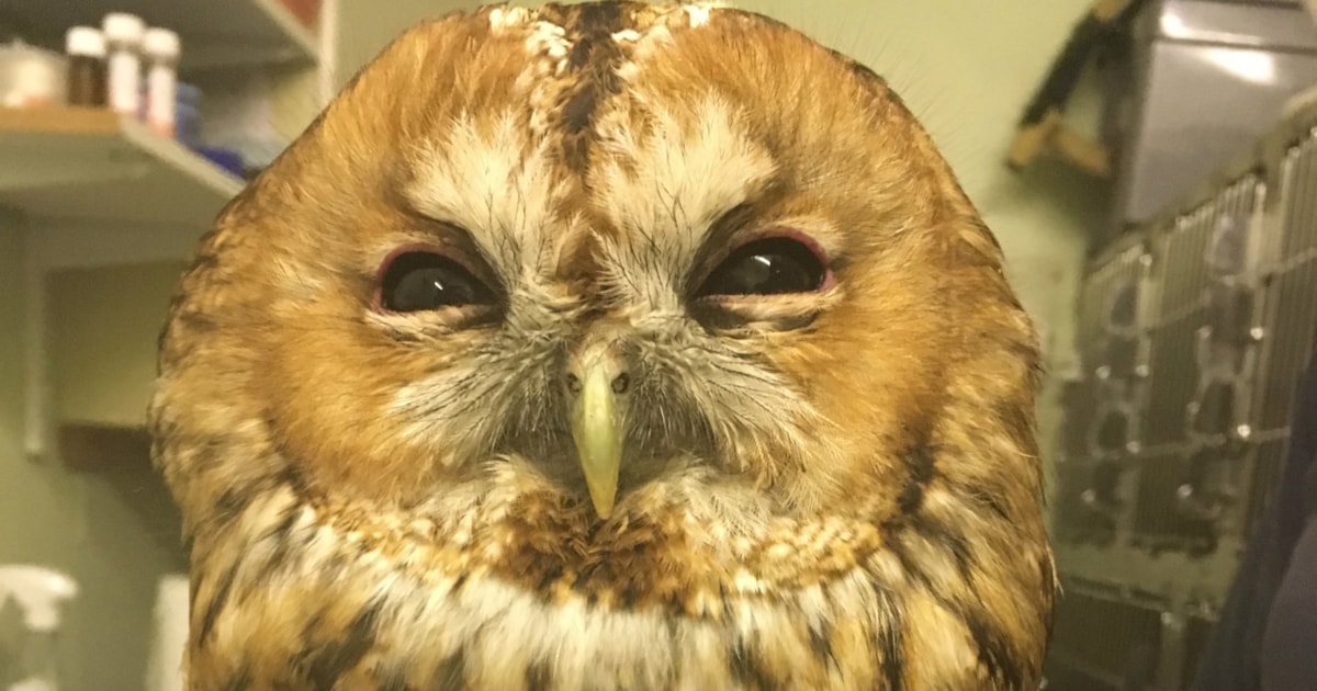 Injured owl steamed back to health - BirdGuides