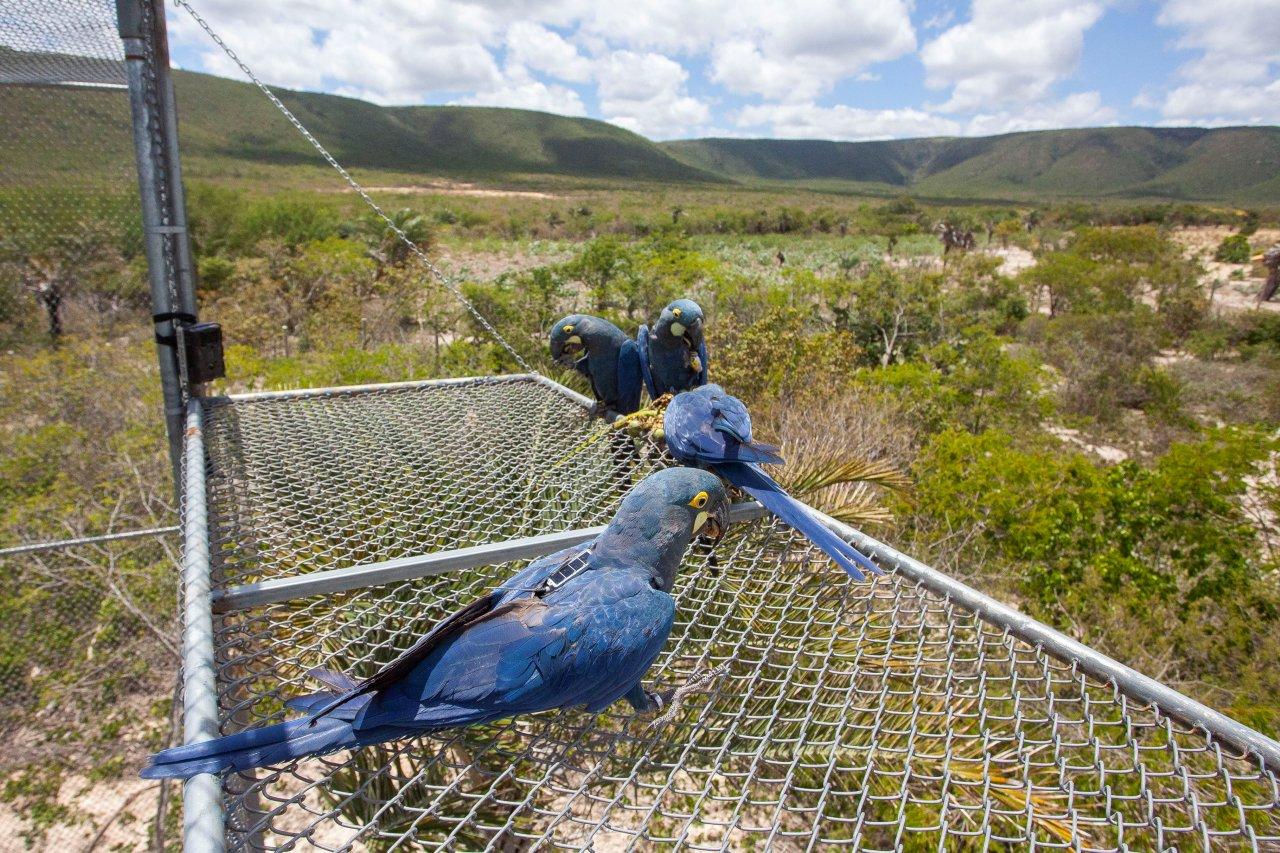 Endangered macaws reintroduced to Brazil - BirdGuides