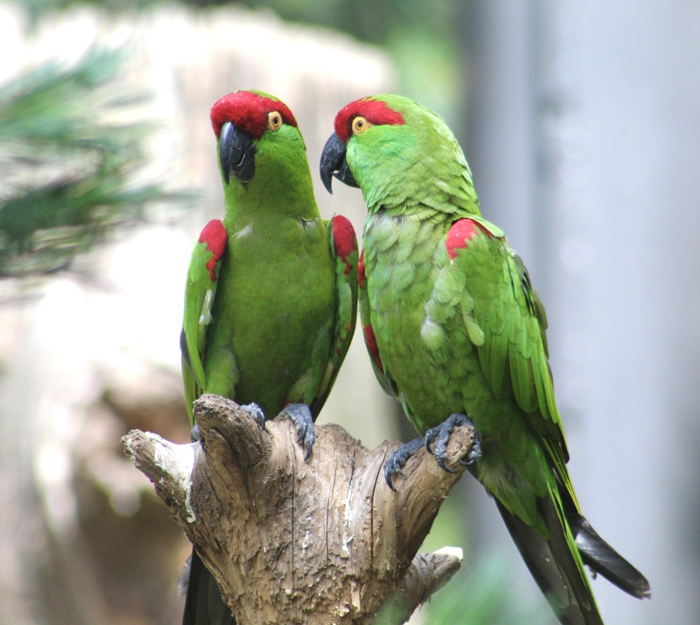 Thick-billed Parrot conservation efforts deliver positive results ...