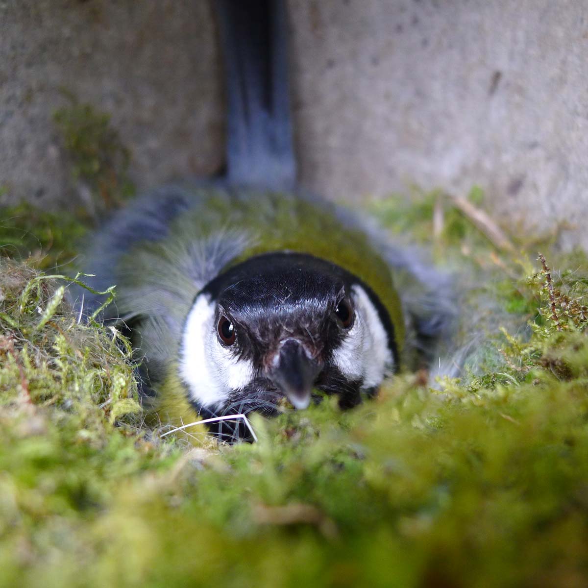World's longest-running Great Tit study marks its 75th birthday ...