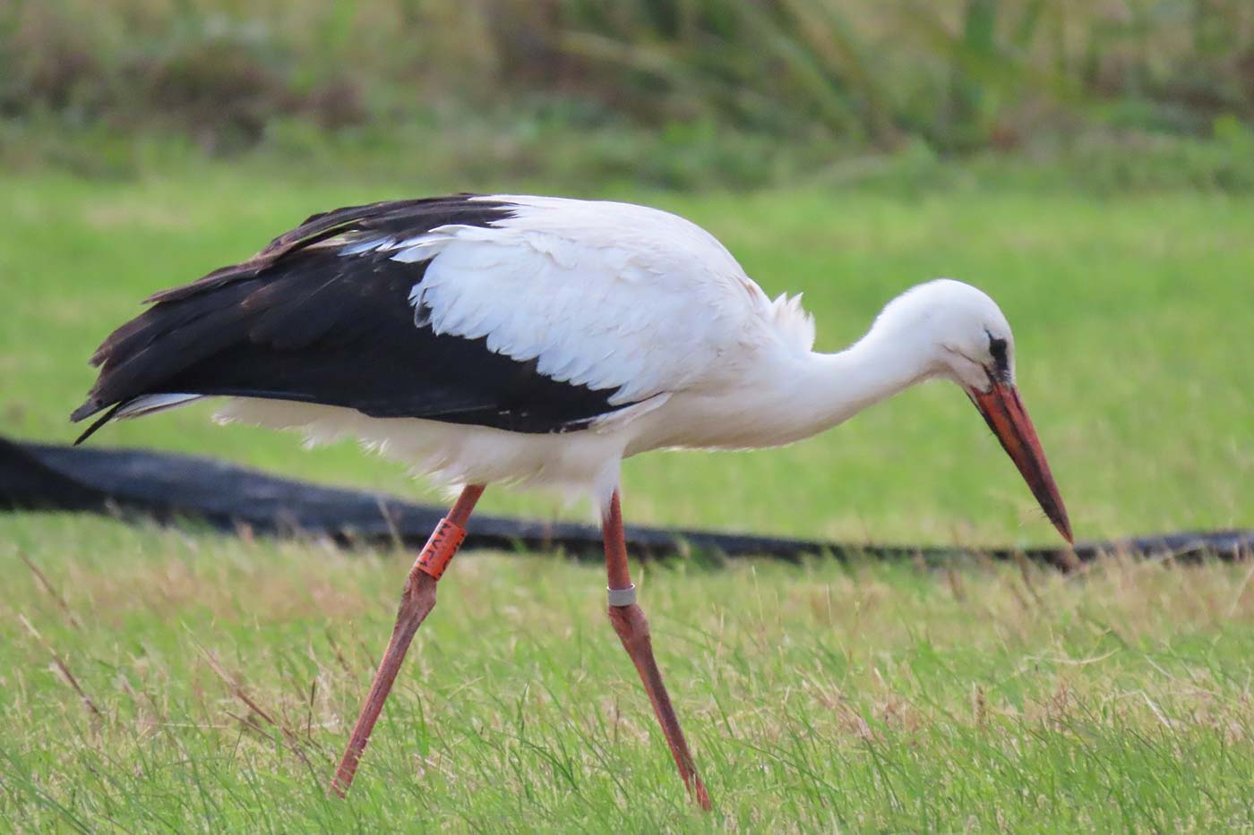 Swedish-ringed White Stork discovered in Scotland - BirdGuides